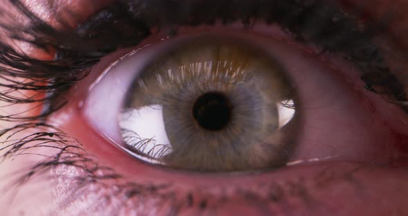 Gray Eye Staring Straight Into Camera, Stock Footage | VideoHive
