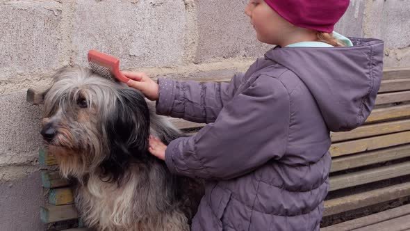 Child combing big black white fluffy dog Care long wool thick-coated ...