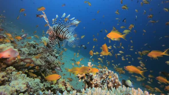Marine Garden and Dancing Lion-Fish, Stock Footage | VideoHive