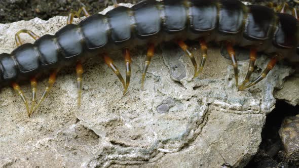 Extreme close shot of a Peruvian Giant Centipede crawling on a rock ...