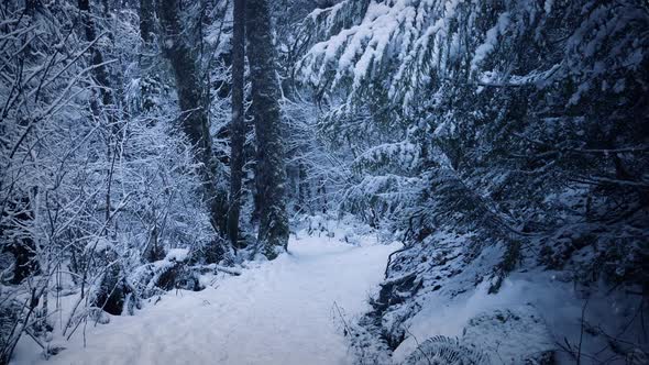 Path Through The Woods In Thick Snow, Stock Footage | VideoHive