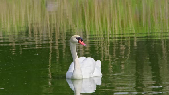 White Alone Swan Floating In Green Lake Water 4, Stock Footage | VideoHive