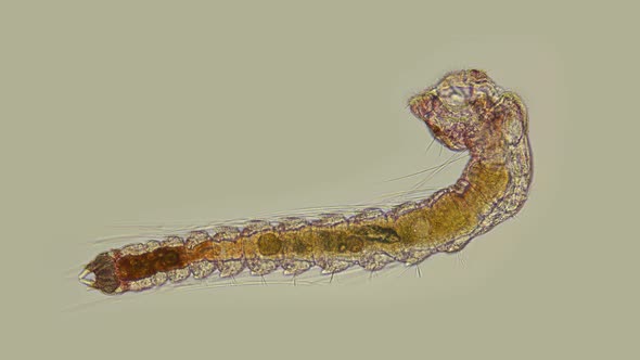 a Young Worm Polychaeta Under a Microscope, Late Nektoheta Larva, This ...