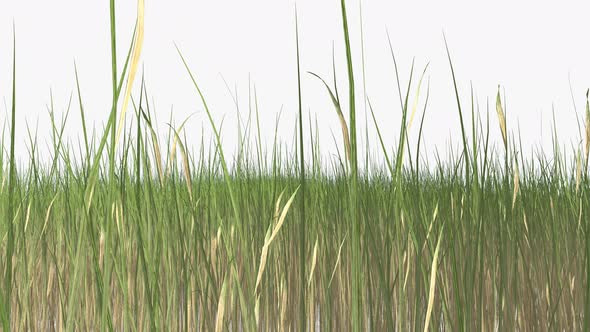 Growing Grass, Motion Graphics | VideoHive