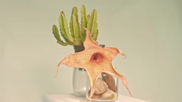 Close Up Around The Stapelia Gigantea Cactus Flower Is Withering ...