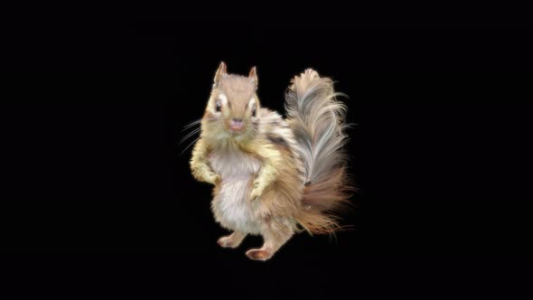 77 Chipmunk Dancing 4K, Motion Graphics | VideoHive
