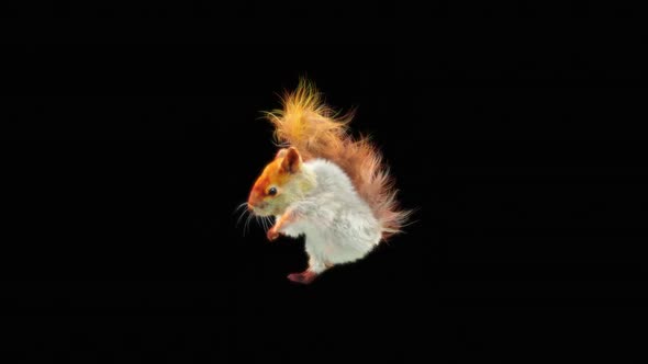 Squirrel Dancing HD, Motion Graphics | VideoHive