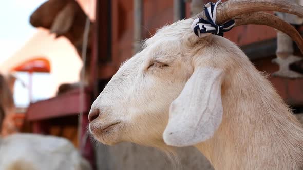 A cute white goat with bows on its horns and chews the grass. Farm ...