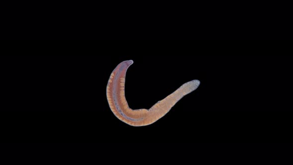 Worm Nemertea Prostoma Sp, Stock Footage | VideoHive