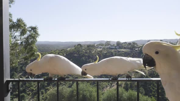 Sliding shot of cockatoos playing on balcony in the hills in South ...