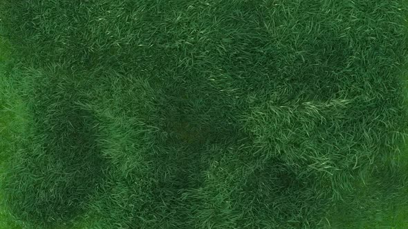 Grass Blowing Loop 4K , Motion Graphics | VideoHive