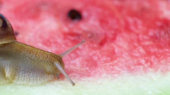 The Large Snail Helix Pomatia Crawls on a Watermelon and Drinks ...