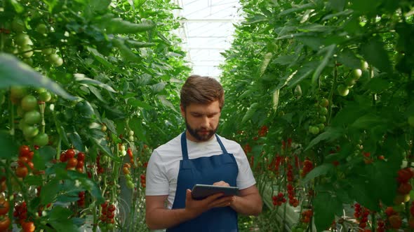 Agro Scientist Inspecting Growth Tomato Plantation Tablet in Modern ...