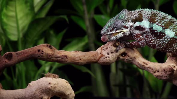 Chameleon Catching and Eating Slow Motion, Stock Footage | VideoHive