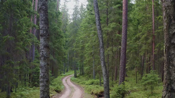 A Natural Old Growth Boreal Forest, Stock Footage | VideoHive