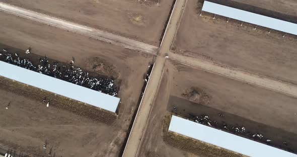 Cattle huddle in the shade during a sunny day at the dairy., Stock Footage