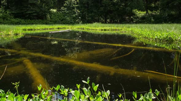 Lost Magic Lake with Underwater Trees. Mysterious Peat Bog, Stock Footage