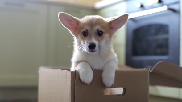Corgi Puppy Rests In A Cardboard Box Puppy As A Present, Stock Footage