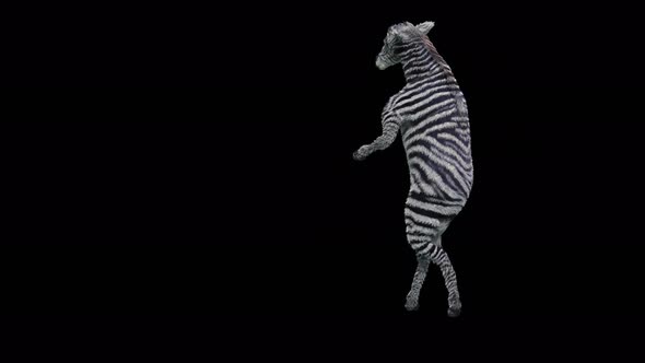 43 Zebra Dancing 4K, Motion Graphics | VideoHive