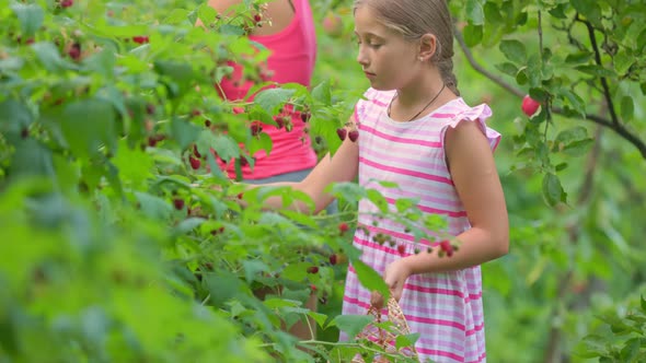 Girl with Mom Pick Raspberries, Stock Footage | VideoHive