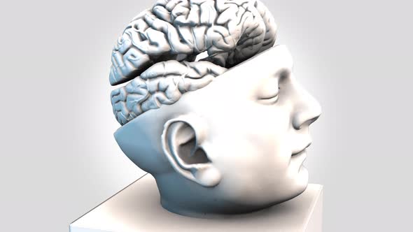 Size Intracranial Brain Structure Cerebellum Rotation Zoom Out, Motion ...