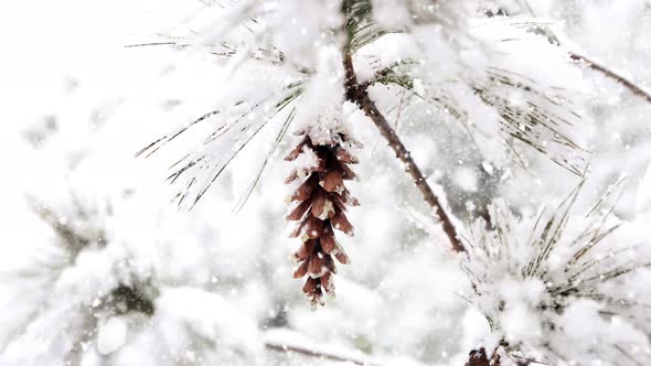 Snow falling on the pine trees and the winter scenery, Stock Footage