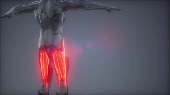 Thigh Muscles - Visible Muscle Anatomy Map, Motion Graphics | VideoHive