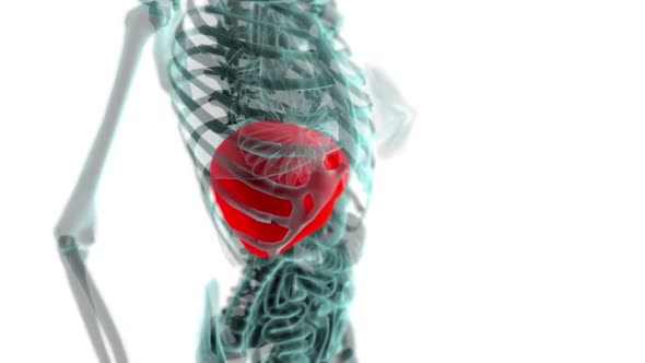 The Woman liver With organs Medical Scan Anatomy, Motion Graphics ...