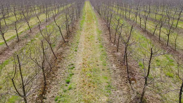 Garden of Young Apple Trees Without Leaves in Spring, Stock Footage