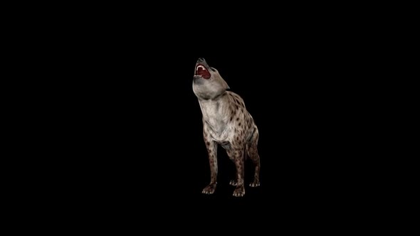 Hyena Howl Front, Motion Graphics | VideoHive