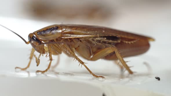 Cockroach Standing and Wiggling His Whiskers Macro, Stock Footage ...
