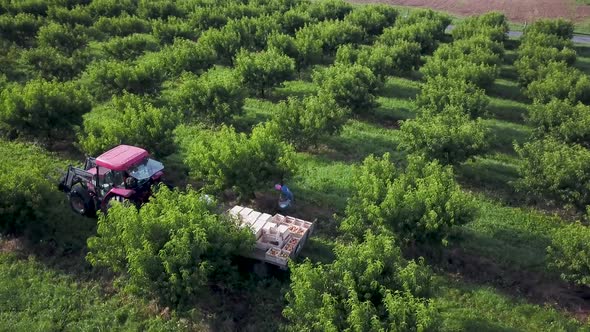 Aerial view or people picking peaches in a peach orchard with a tractor ...