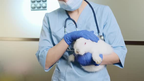 Close Up Footage of Female Doctor Holding a White Rabbit in Her Arms ...