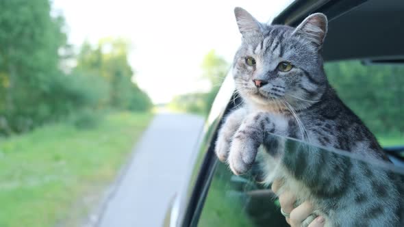 Funny cat rides in the car and looks out the window., Stock Footage