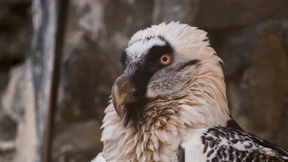 Bearded Vulture Scavenger Predator Bird with White and Black Feathers ...