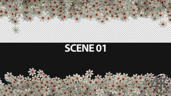 3d Daisy Flower Transition, Motion Graphics | VideoHive
