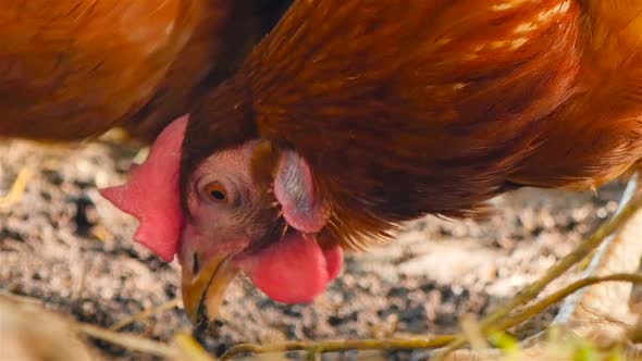 Country Chicken Pecks the Ground, Stock Footage | VideoHive