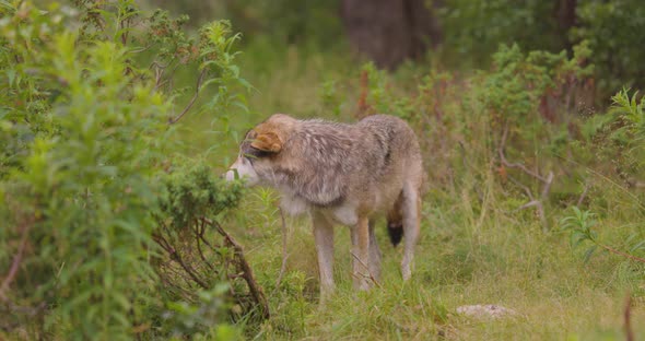 Curious Grey Wolf Looks and Smells After Rivals and Danger in the ...