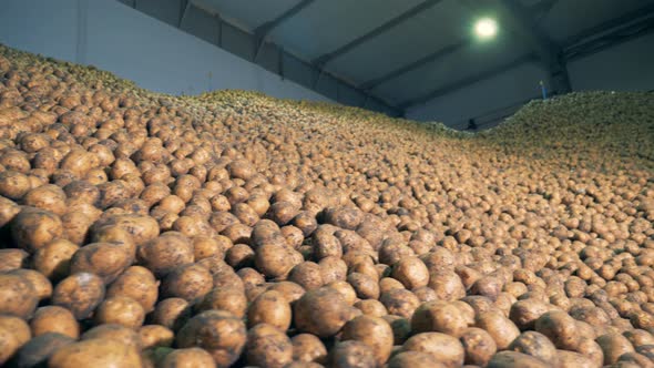 Full Warehouse with Potatoes. Potato Crops Stored in One Warehouse ...