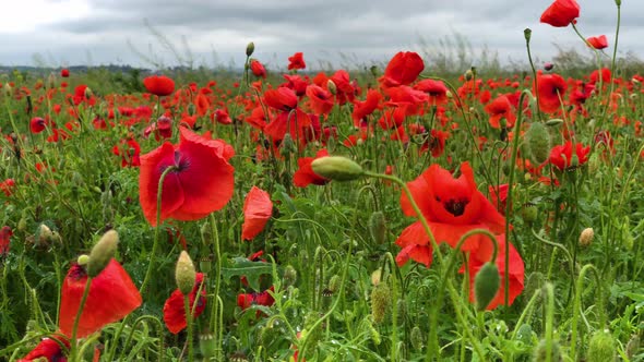 Wild Poppy Field Beautiful Summer Rural Landscape, Stock Footage ...