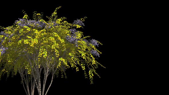 Large Bush With Alpha Channel, Motion Graphics | VideoHive