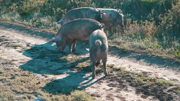 Dirty Pigs Plucking Grass on a Field Road, Stock Footage | VideoHive
