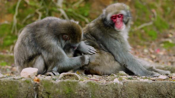 Japanese Macaque Shot Near Kyoto Japan, Stock Footage | VideoHive