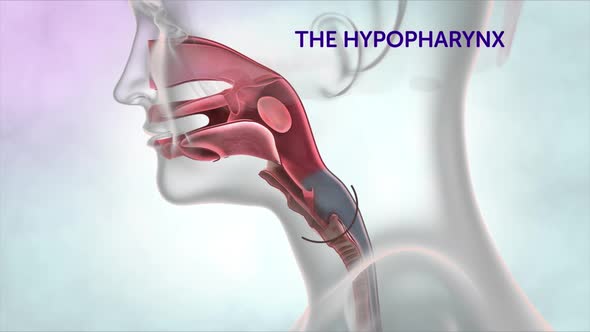 Respiratory system - Hypopharynx, Motion Graphics | VideoHive