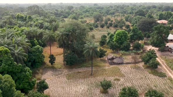 Thatched roof traditional village , farm land and forest in Senegal ...