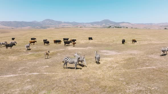 African Safari Footage Cute Wild Zebra Horses Scared By Flying Closely ...