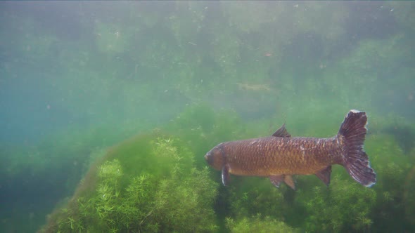 Grass Carp Ctenopharyngodon Idella Freshwater Fish, Stock Footage ...