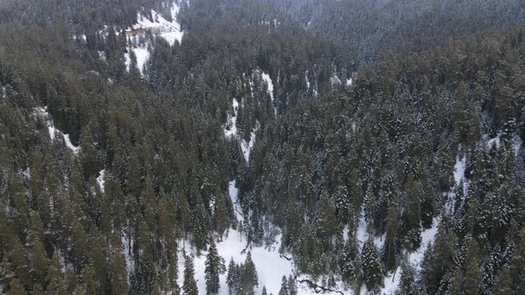 Large Forest Area, Stock Footage | VideoHive