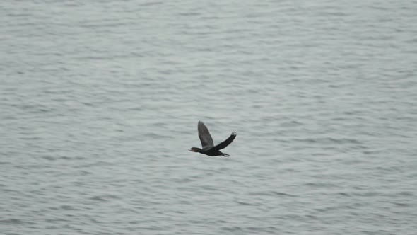 Bird flying over lake water, Stock Footage | VideoHive