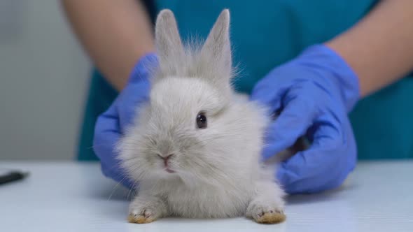 Veterinary Hands Examining Rabbit Fur for Fleas or Mites Pet Healthcare ...